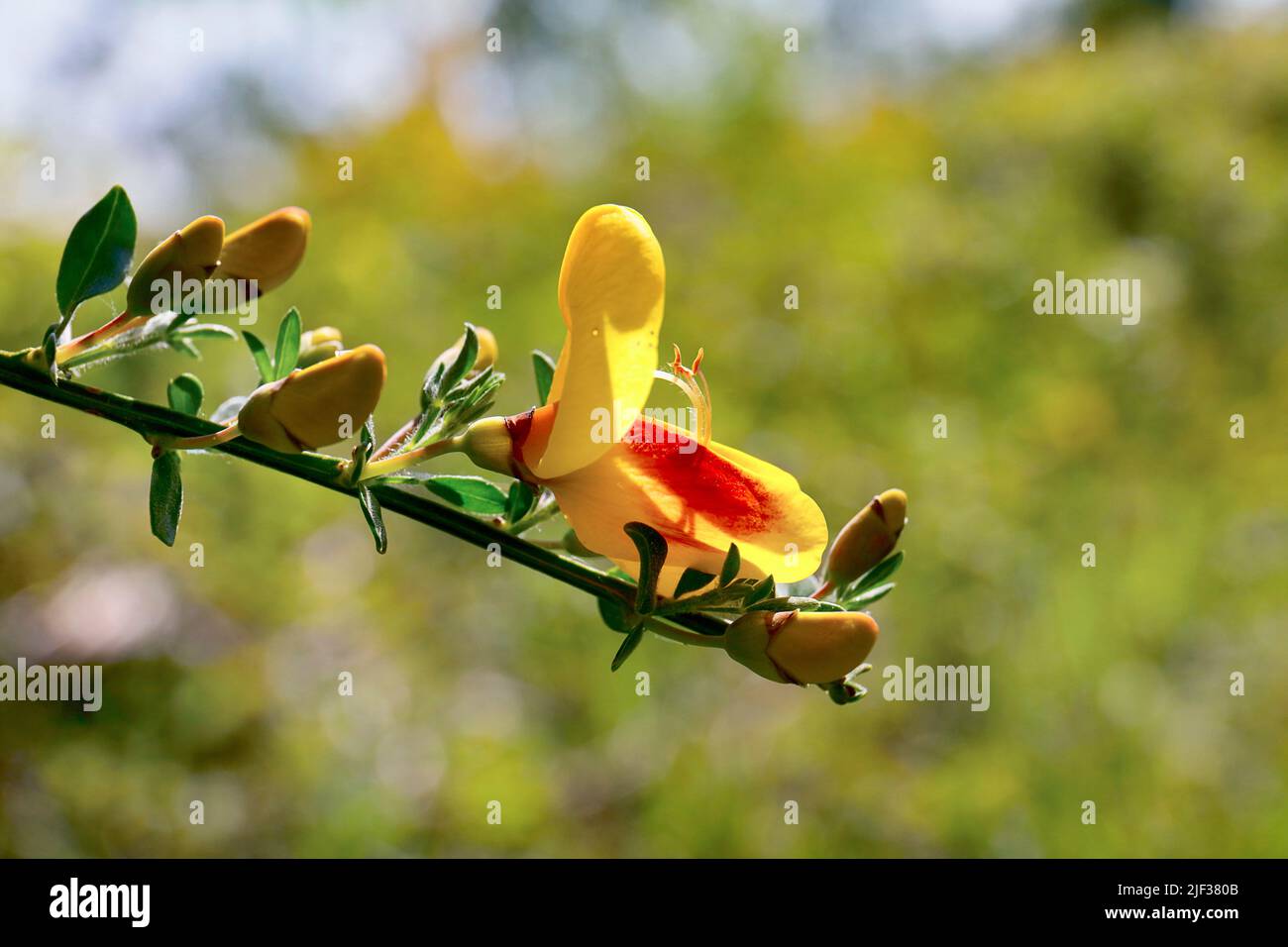 Scotch broom (Cytisus scoparius 'Splendens', Cytisus scoparius ...