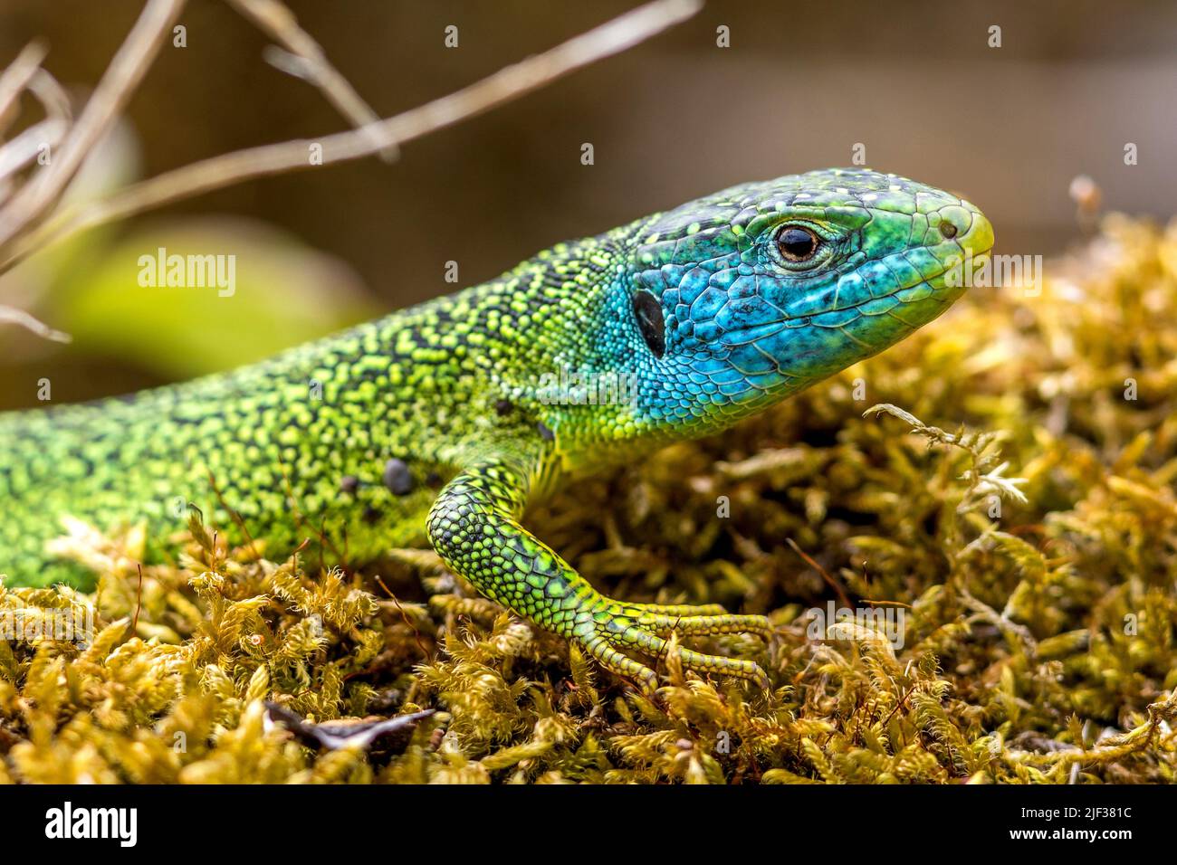 Western Green Lizard, European Green Lizard (Lacerta bilineata, Lacerta ...