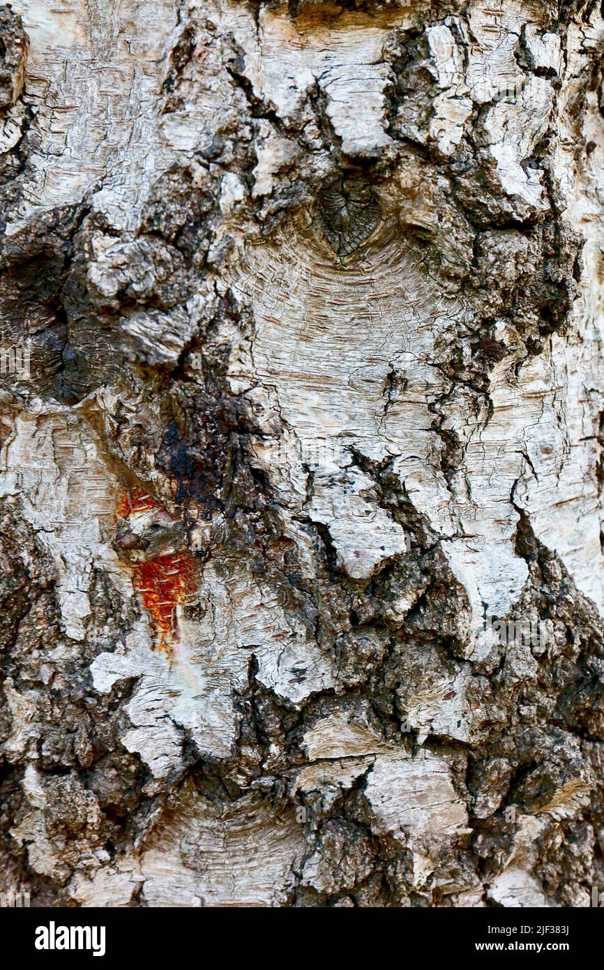 common birch, silver birch, European white birch, white birch (Betula ...