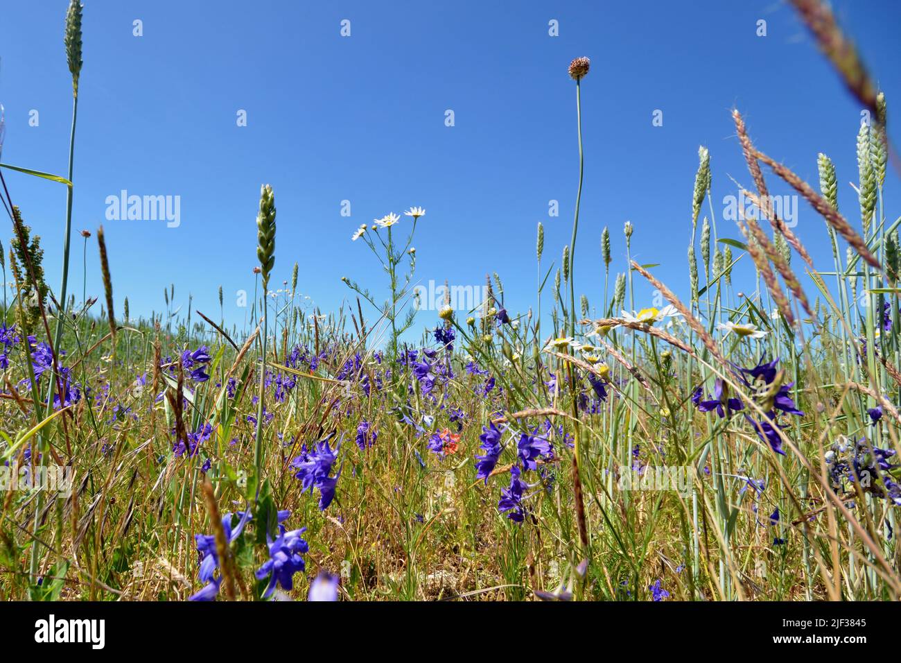 forking larkspur, field larkspur (Consolida regalis, Delphinium ...