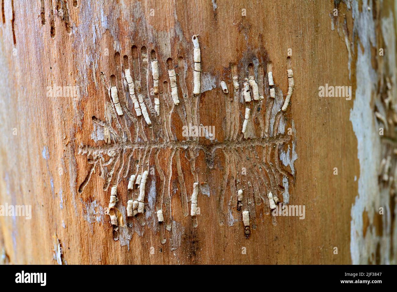 bark beetles, engraver beetles & ambrosia beetles, timber beetles ...