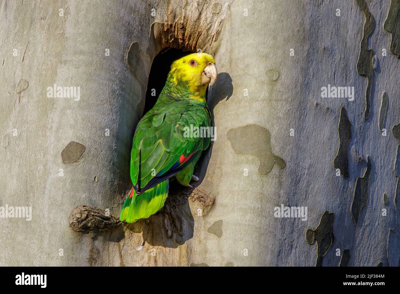 yellow-headed amazon, yellow-headed parrot, double yellow-headed amazon ...