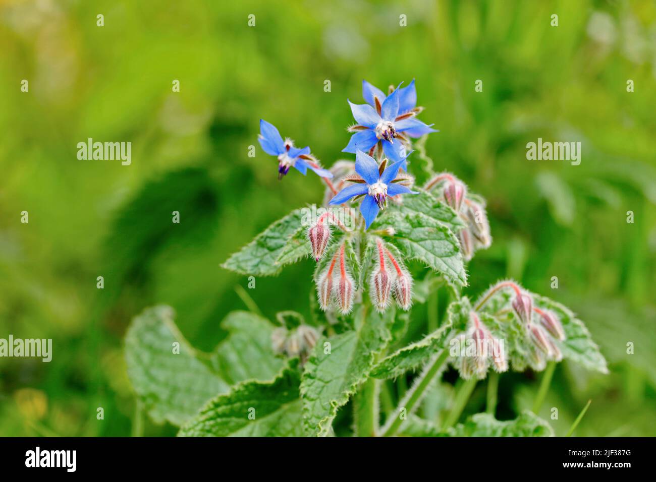 common borage (Borago officinalis), with flowers and buds Stock Photo ...