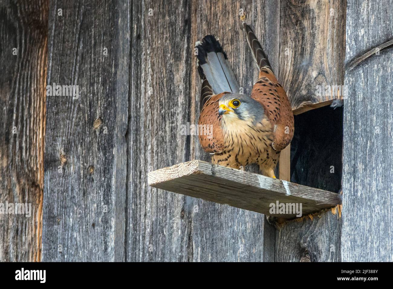 European Kestrel, Eurasian Kestrel, Old World Kestrel, Common Kestrel ...