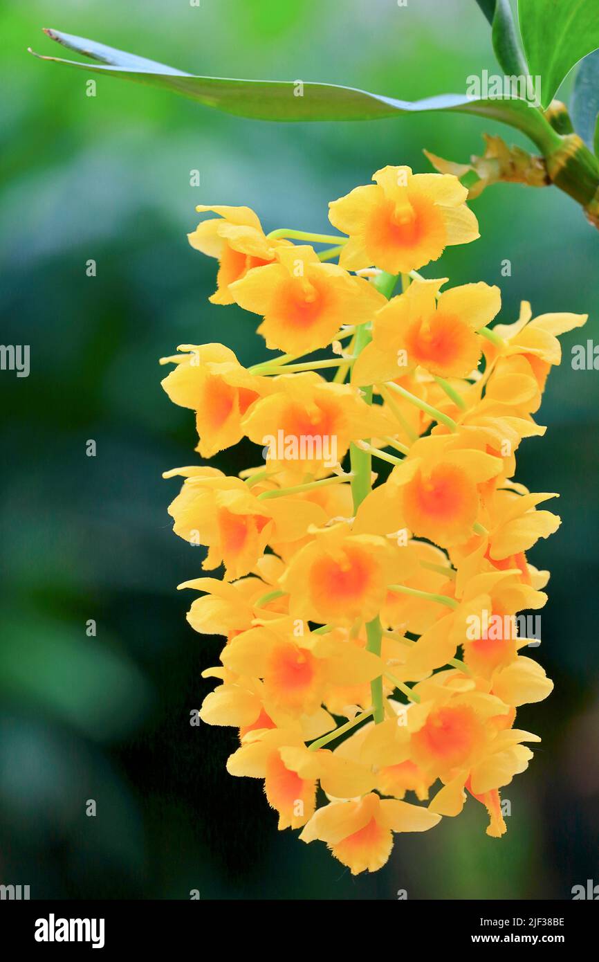 Dendrobium (Dendrobium densiflorum), inflorescens Stock Photo - Alamy