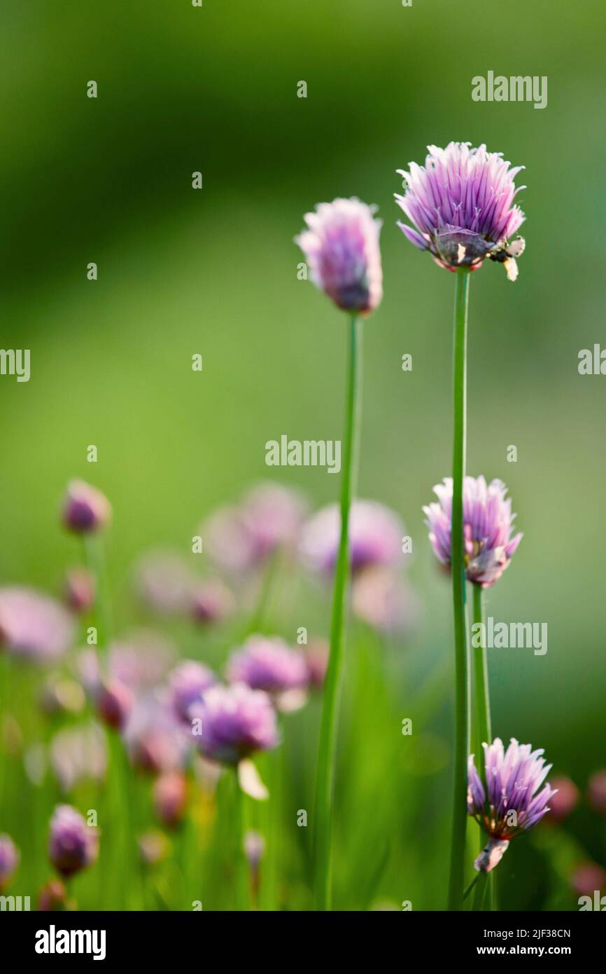 chives, sand leek (Allium schoenoprasum), inflorescences Stock Photo ...