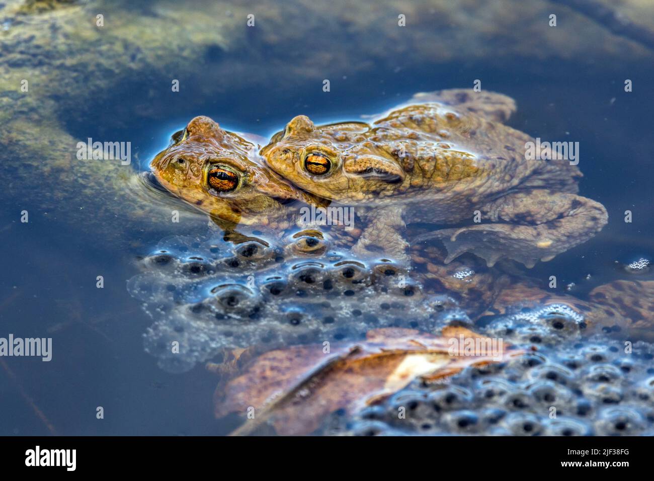 European common toad (Bufo bufo), pair in spawning pong with pawn, Germany Stock Photo - Alamy