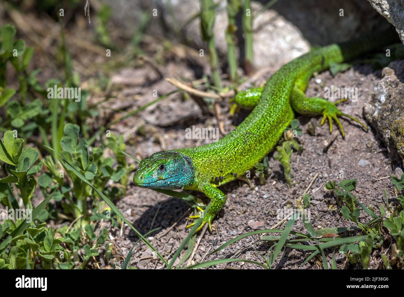 Western Green Lizard, European Green Lizard (Lacerta bilineata, Lacerta ...