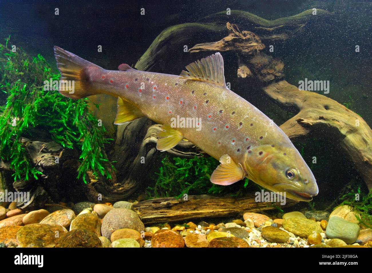 brown trout, river trout, brook trout (Salmo trutta fario), side view ...