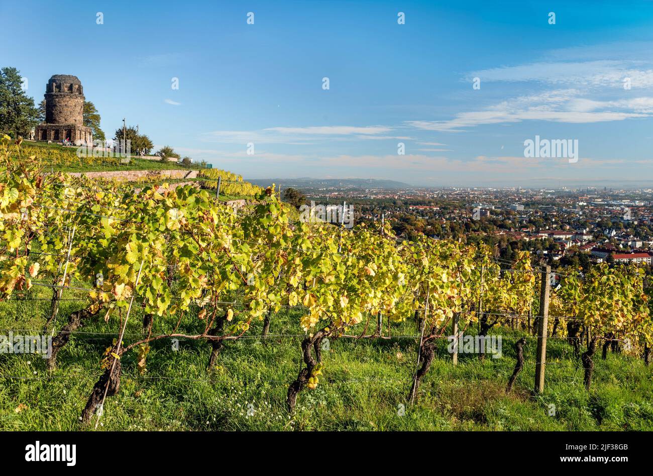 Radebeul vineyards in autumn, tower Bismarck tower in the background ...