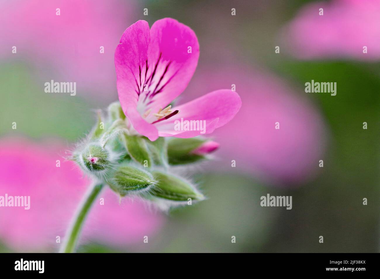 citrosa geranium, mosquito-shocker, Mosquito-fighter, Citronella ...