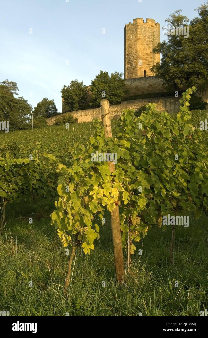 Steinsberg castle hi-res stock photography and images - Alamy