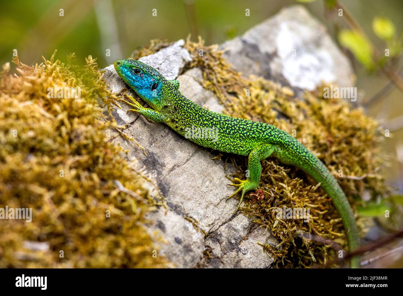 Western Green Lizard, European Green Lizard (Lacerta bilineata, Lacerta ...