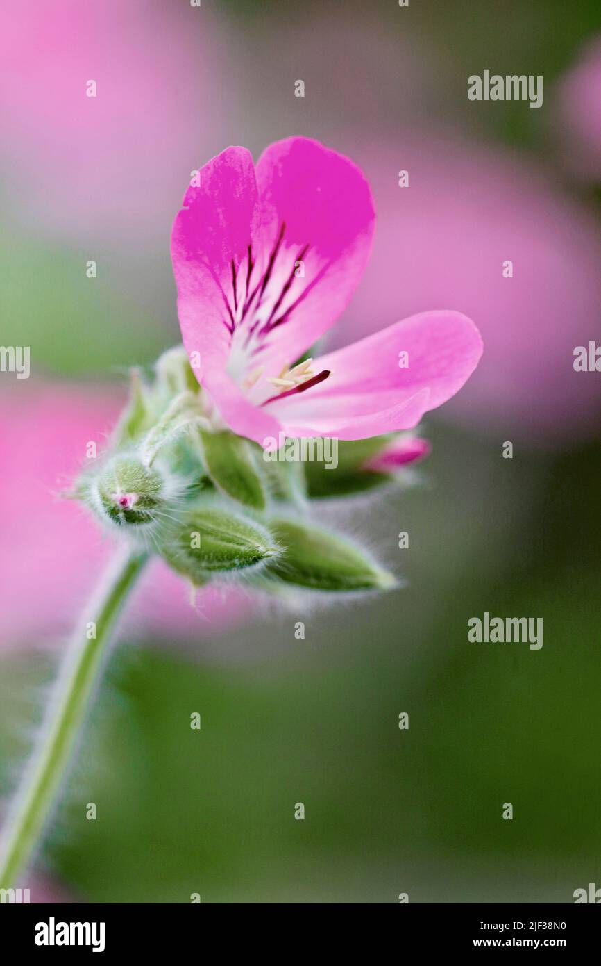 citrosa geranium, mosquito-shocker, Mosquito-fighter, Citronella ...