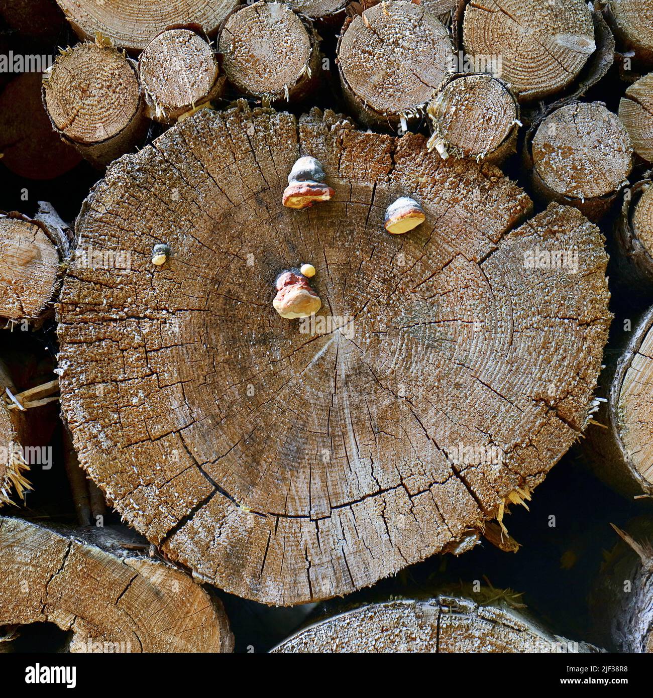Red Banded Polypore, Red-banded Polypore, Red belted Bracket, Red ...
