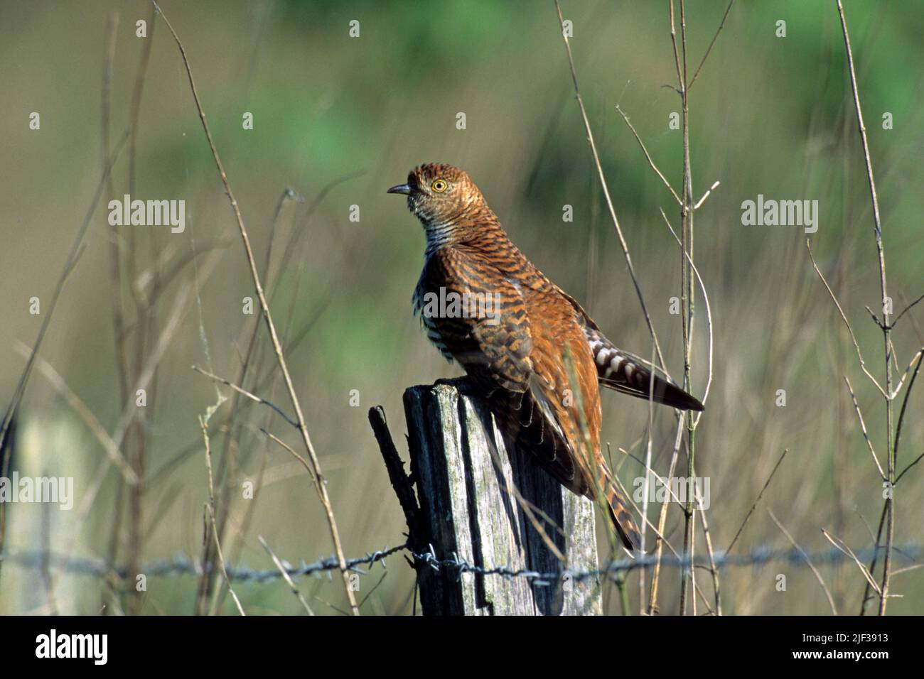 Eurasian cuckoo cuculus canorus female hi-res stock photography and ...