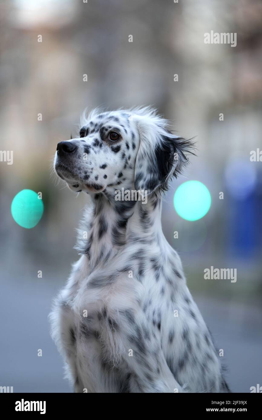 English setter in profile hi-res stock photography and images - Alamy