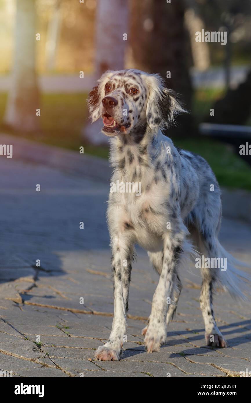 Black setter hi-res stock photography and images - Alamy