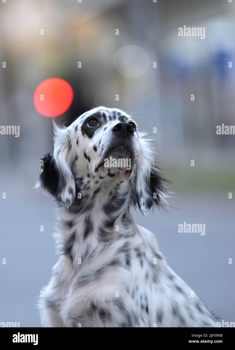 English setter in profile hi-res stock photography and images - Alamy