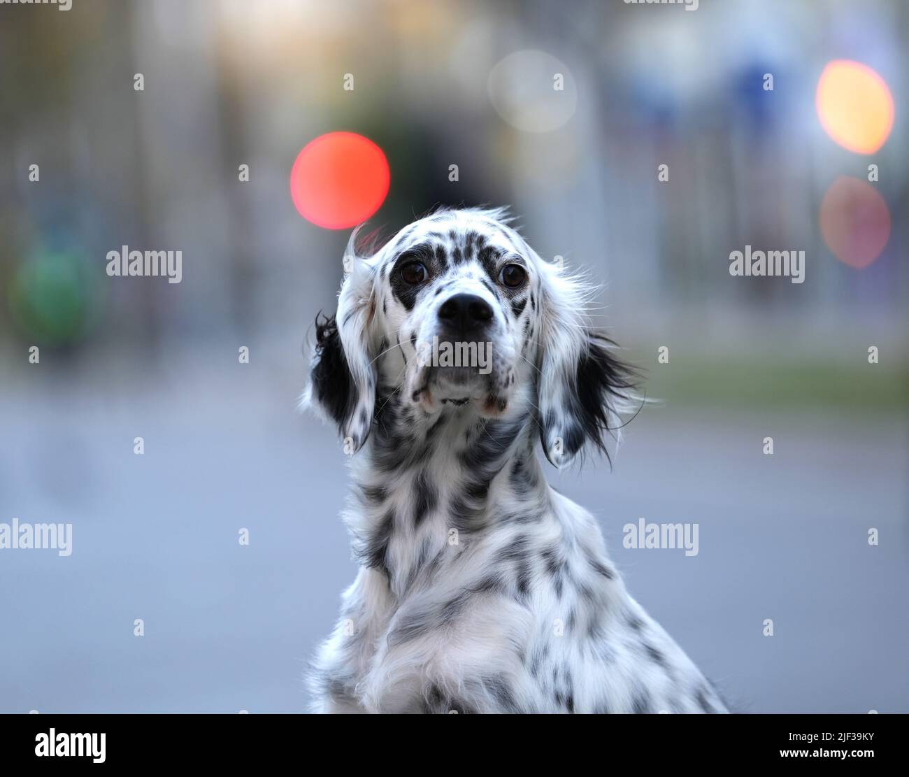 English setter puppy hi-res stock photography and images - Alamy