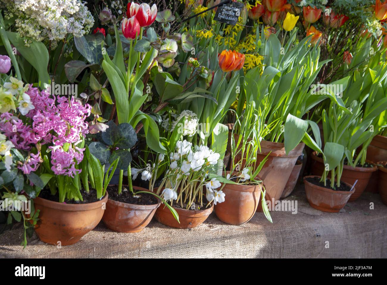 Many ceramic pots with spring flowers are arranged in a row Stock Photo ...