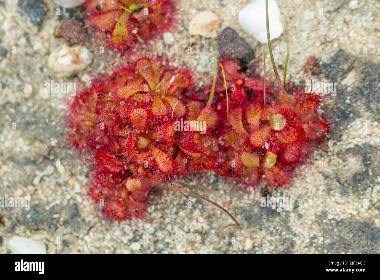 Close-up of a group of sundews, a carnivrous plant, seen on the ...