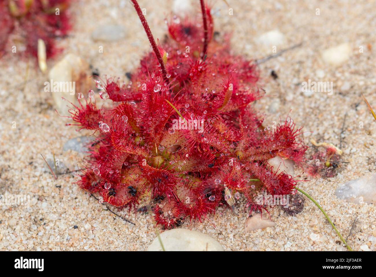 Sundew rosettes hi-res stock photography and images - Alamy