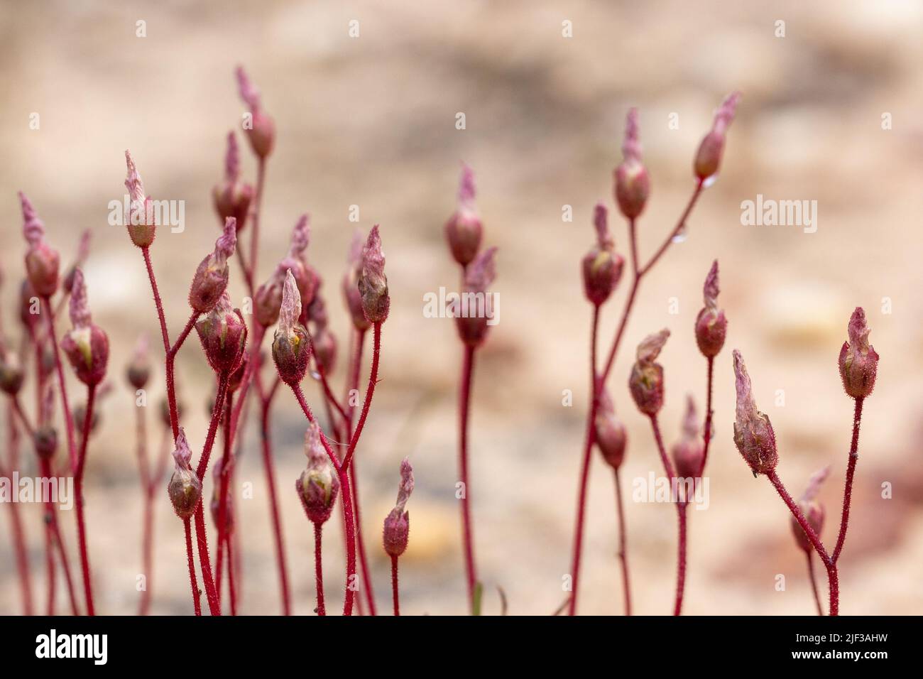 South africa pots hi-res stock photography and images - Alamy