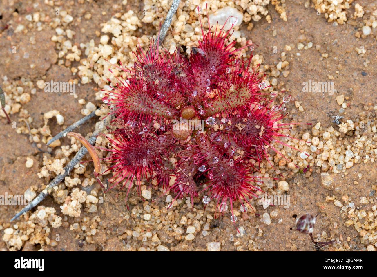 Red Rosette of a Drosera sp. seen near Nieuwoudtville in the Northern ...