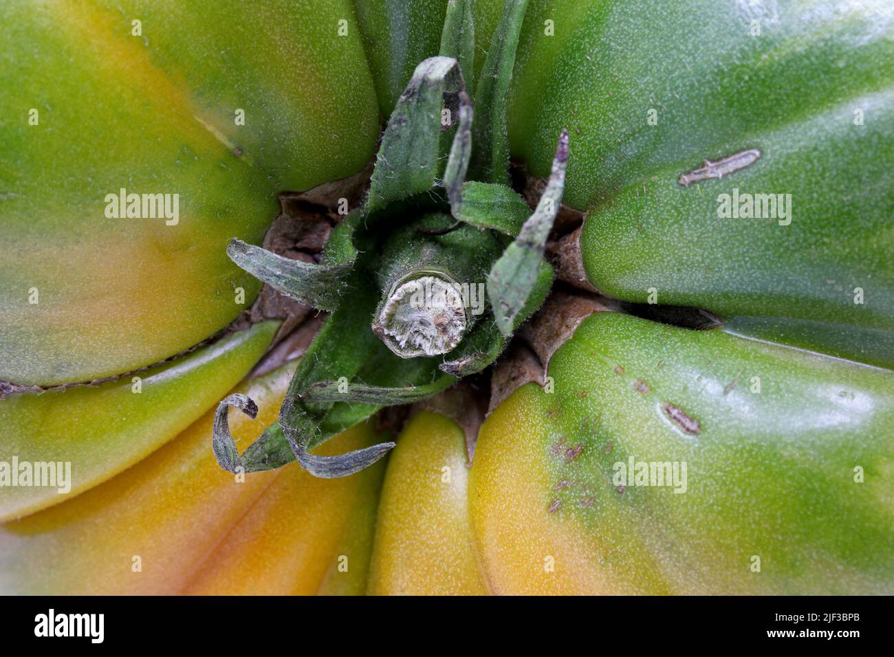 Tomato detail hi-res stock photography and images - Alamy