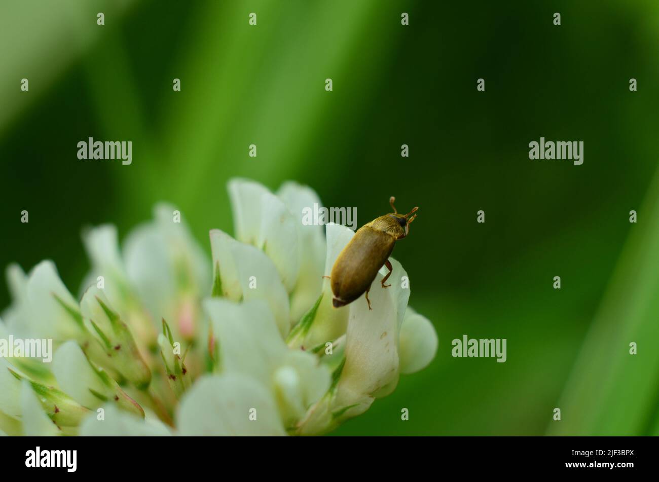 Beautiful beetle hi-res stock photography and images - Alamy