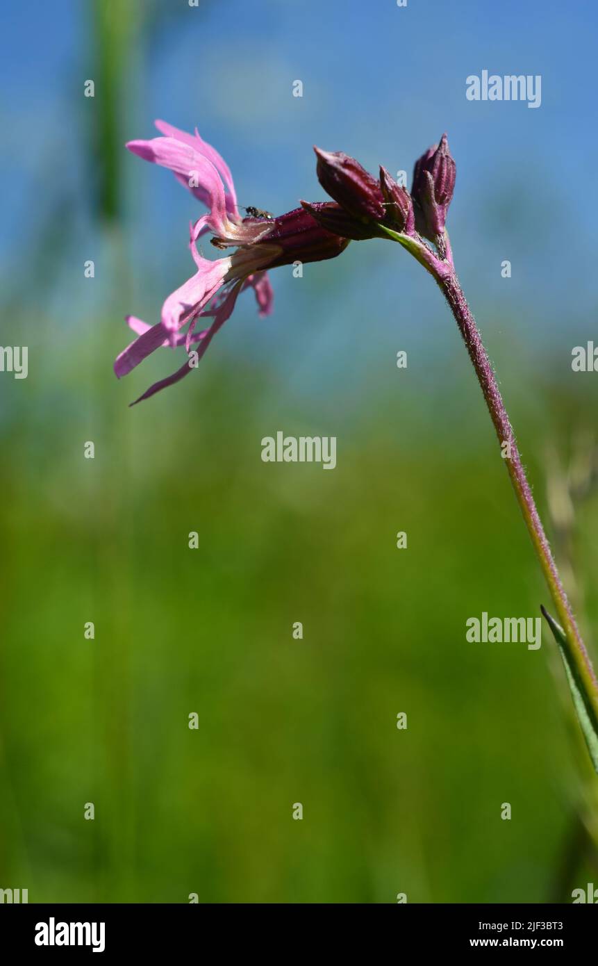Ragged-robin vertical and from the side Stock Photo - Alamy