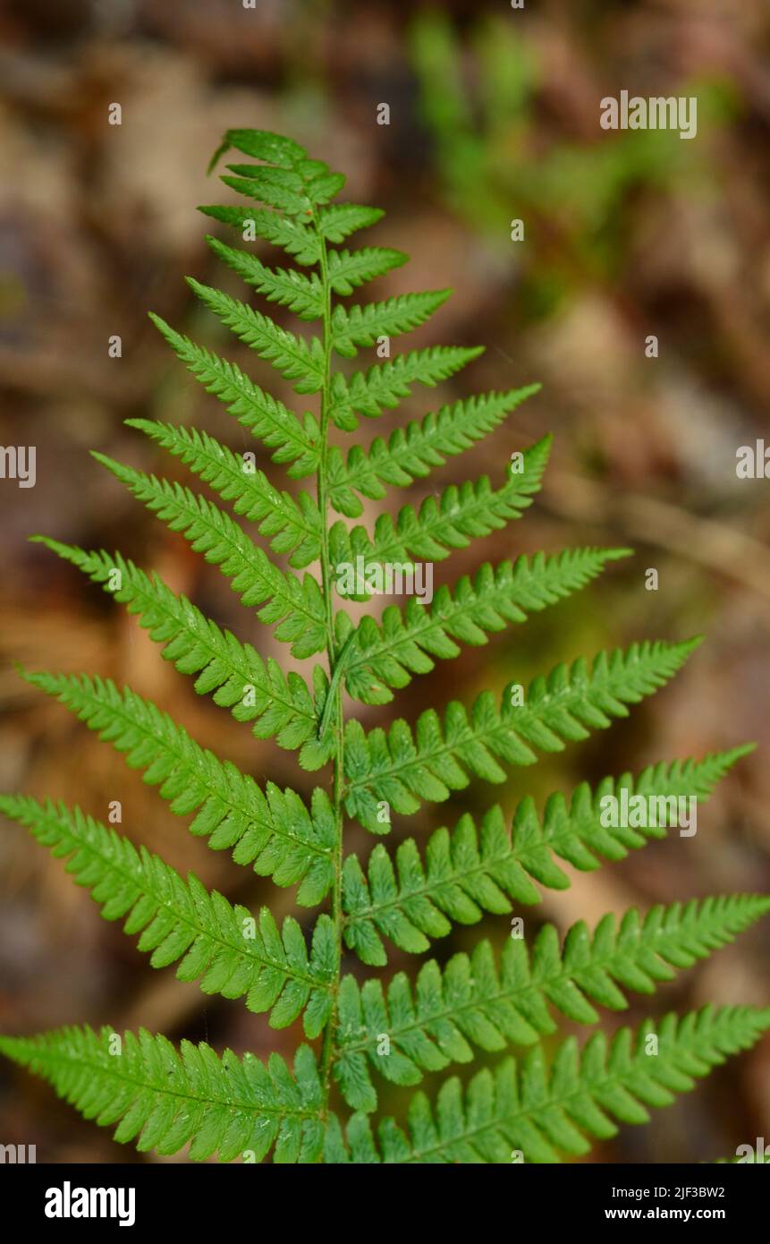 Fern leaves vertical Stock Photo - Alamy