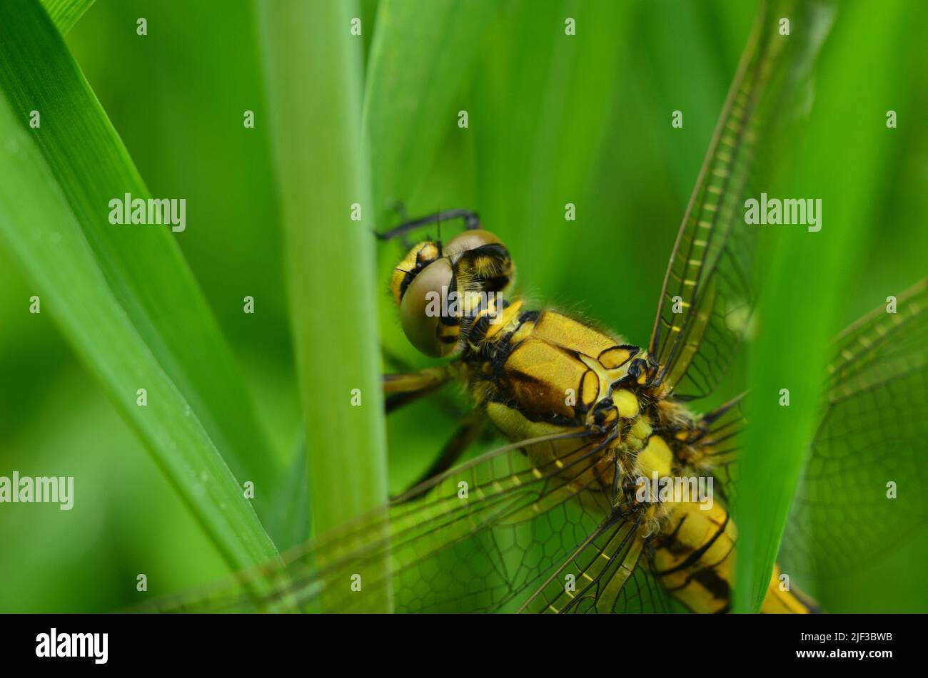 Golden common clubtail dragonfly Stock Photo - Alamy