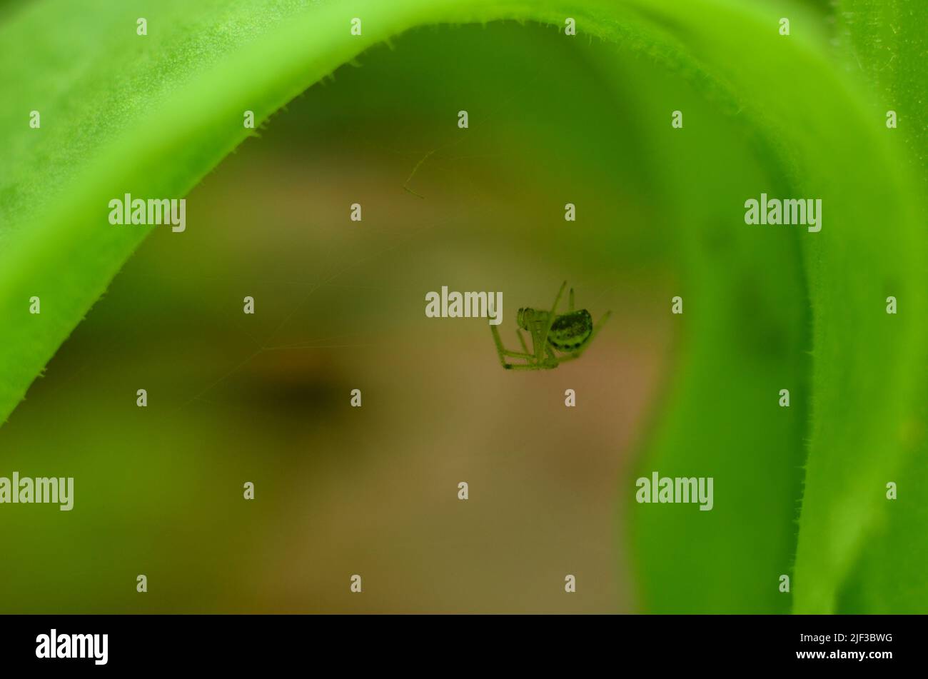 Running crab spider philodromid hi-res stock photography and images - Alamy