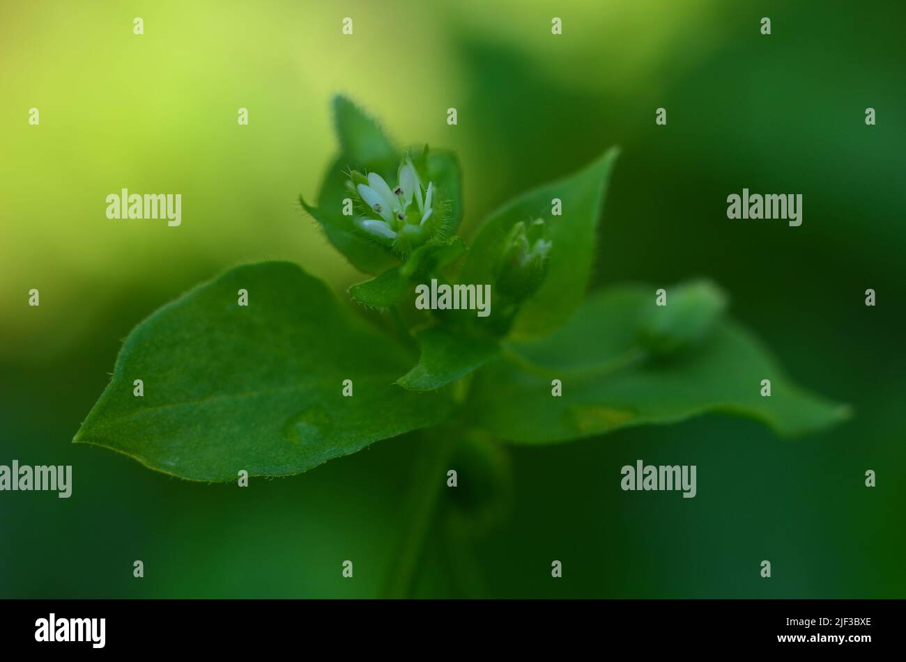 Beautiful tiny flower hi-res stock photography and images - Alamy