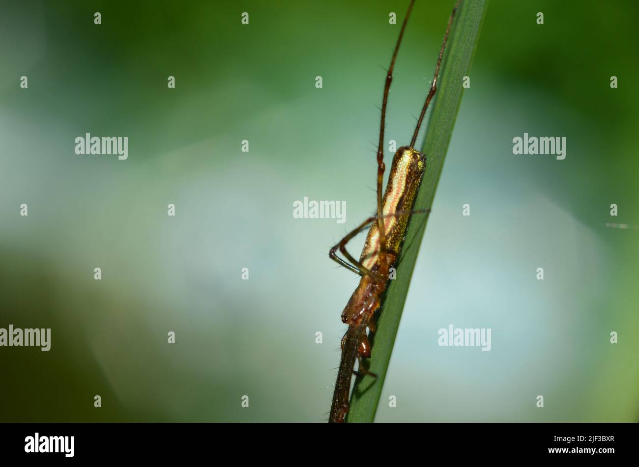 Tetragnatha, long jawed orb weaver, landscape Stock Photo - Alamy