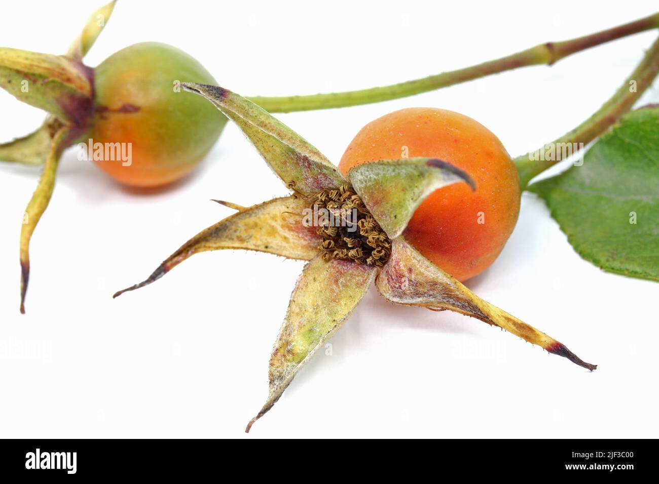 Organic bud of rose hip fruit isolated on white background Stock Photo ...