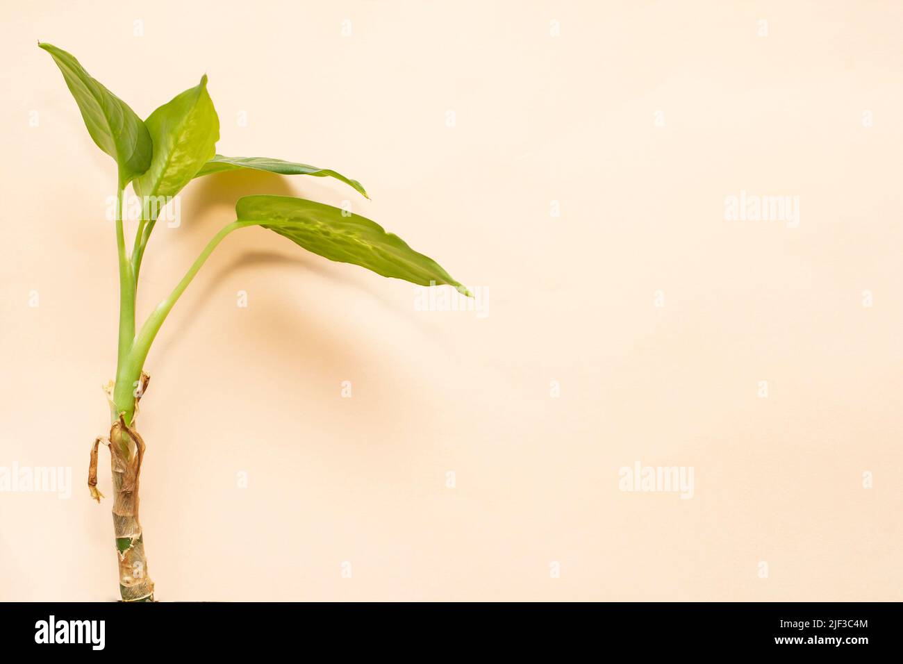 light green plant on beige background. Organic backdrop concept Stock ...