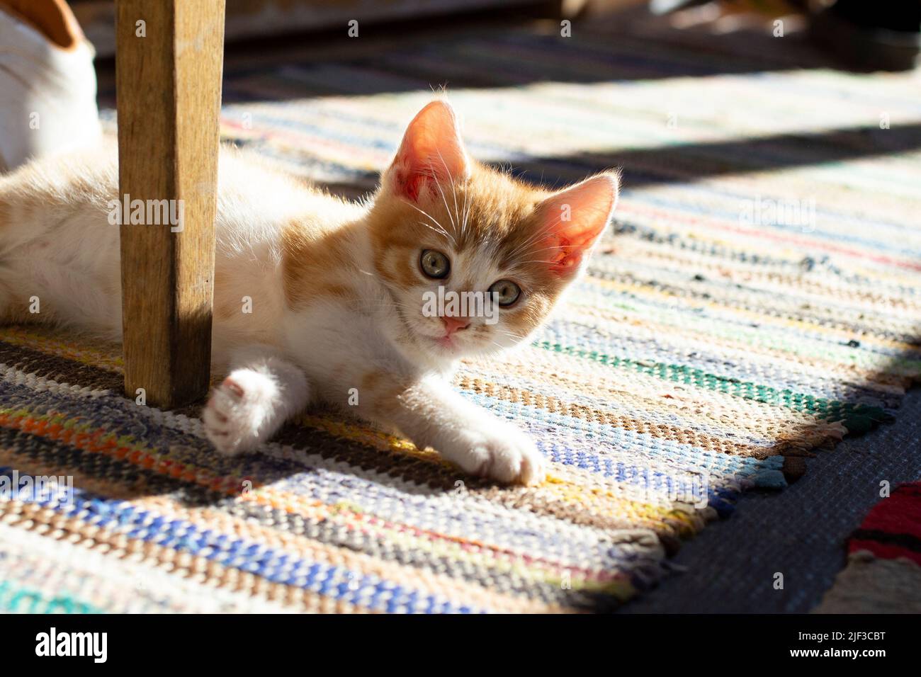 Kitten under chair hi-res stock photography and images - Alamy