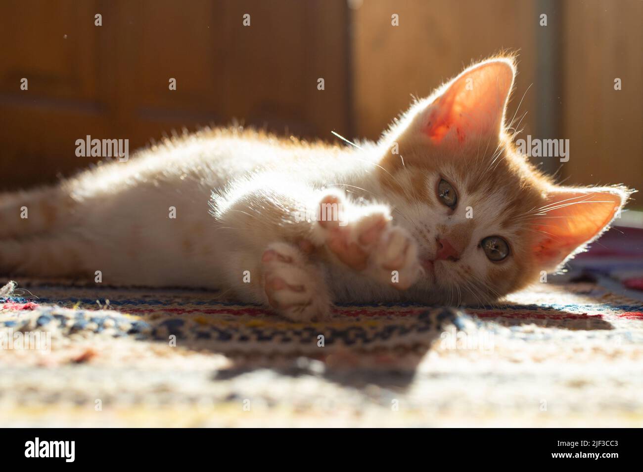 Orange kitten stretching in the sunset light Stock Photo - Alamy