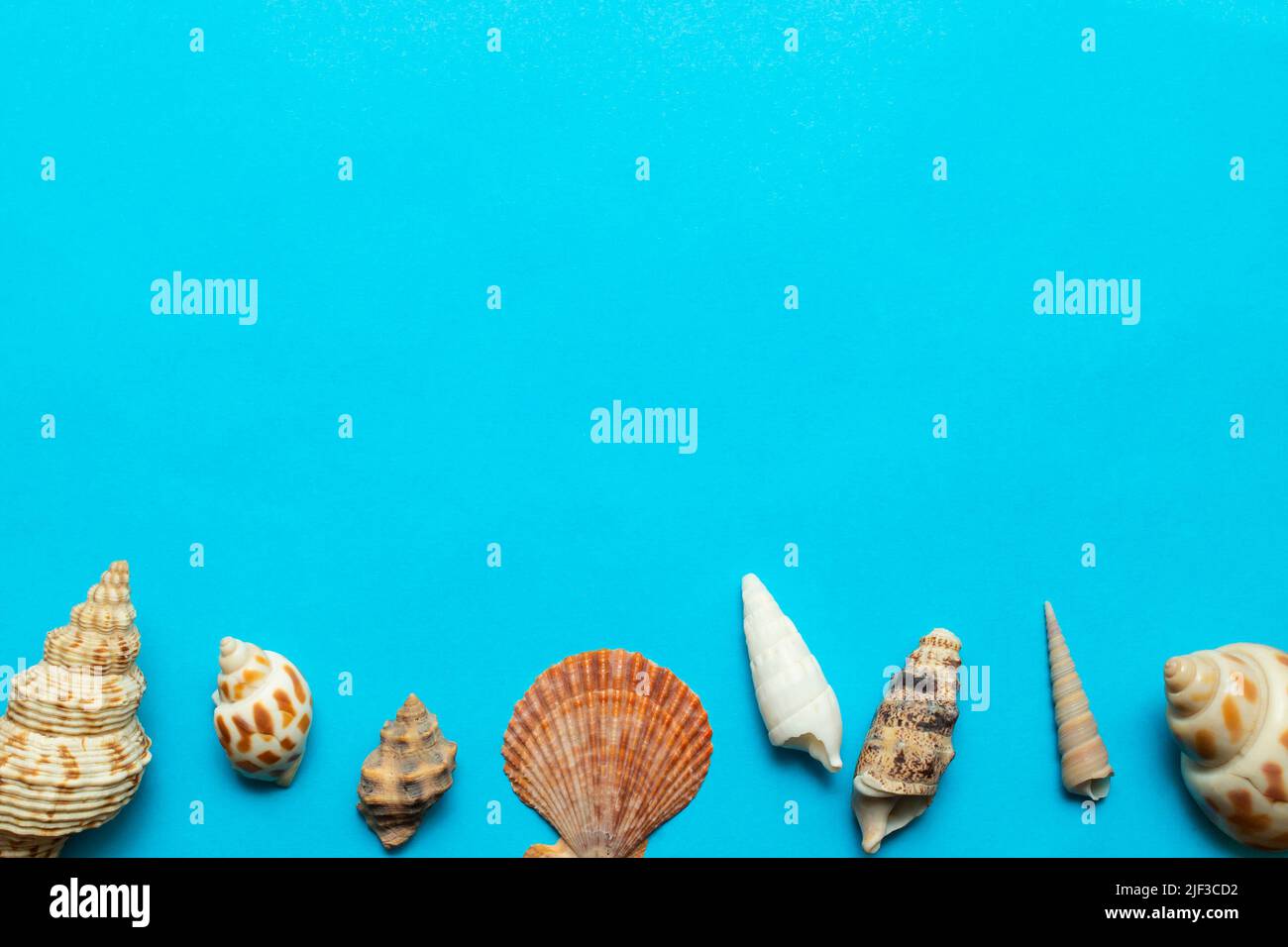 Different seashells border on a sheet of light blue paper Stock Photo ...