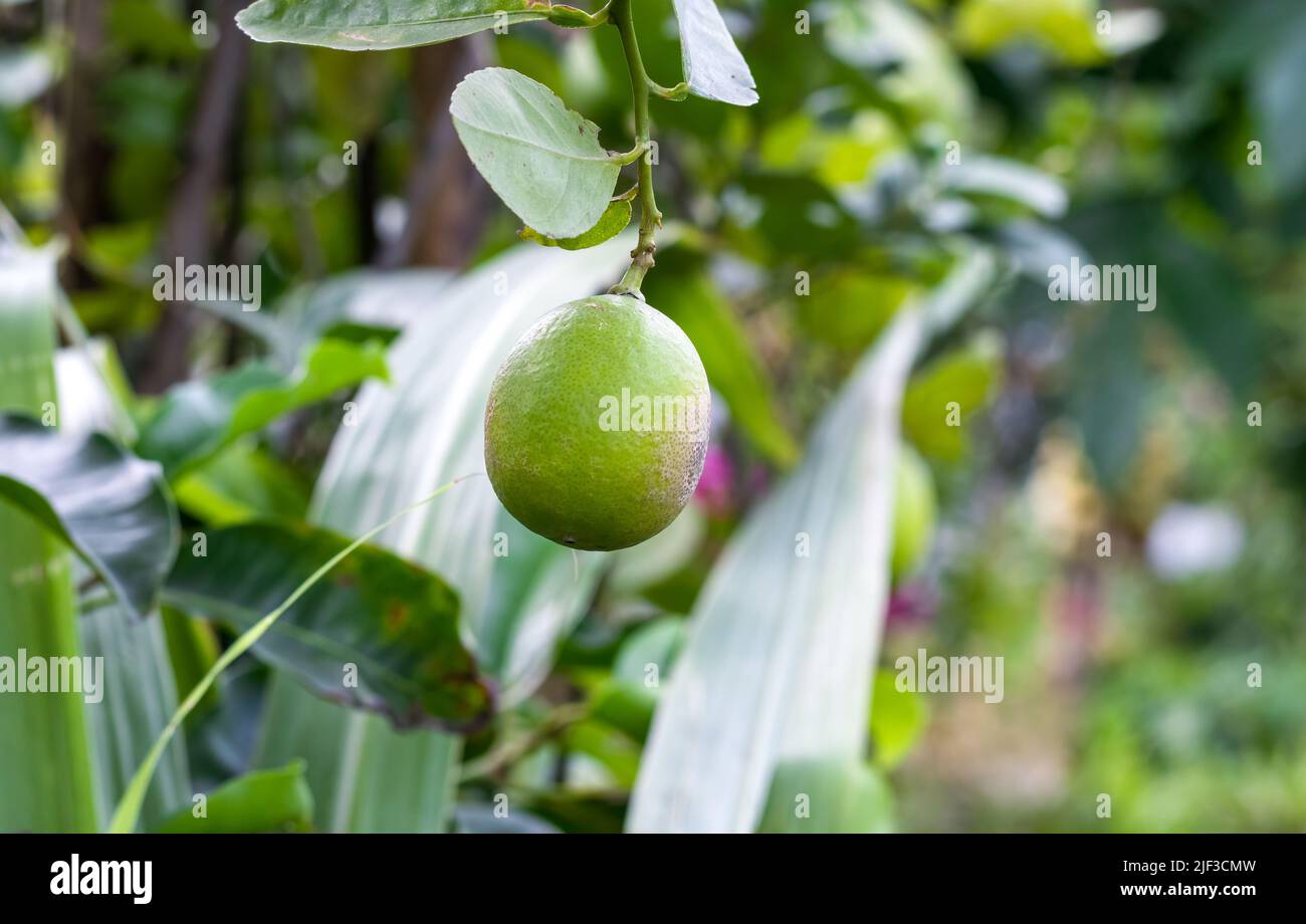 Lemon tree young leaves citrus hi-res stock photography and images - Alamy