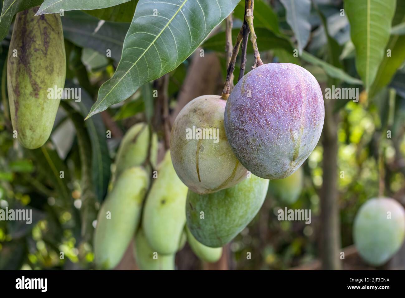 Hanging mango hi-res stock photography and images - Alamy