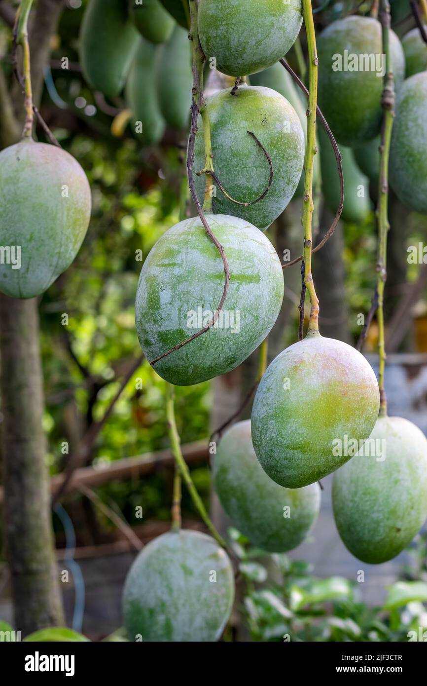 Young mango on mango tree hi-res stock photography and images - Alamy