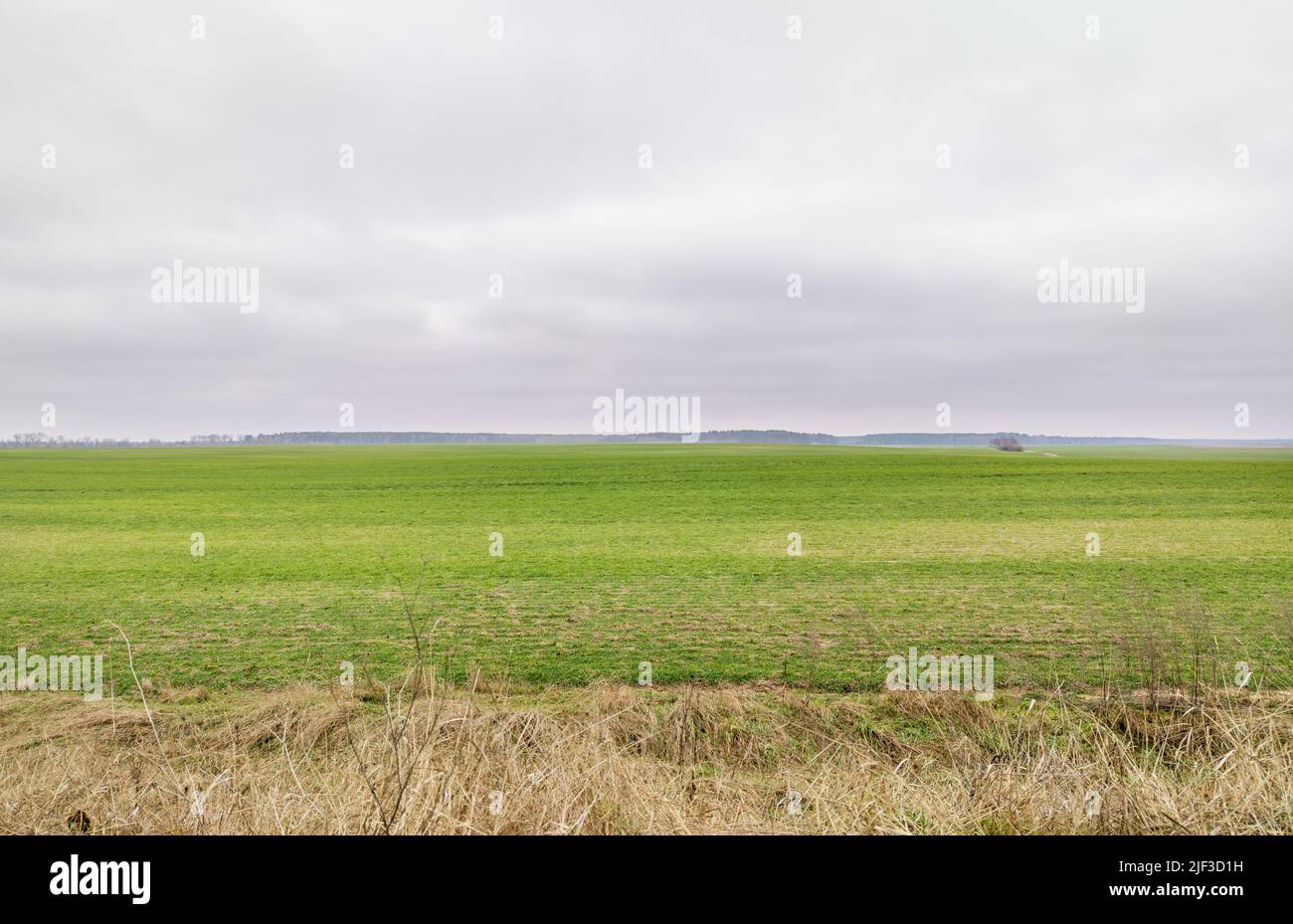 Field green oil seed hi-res stock photography and images - Alamy