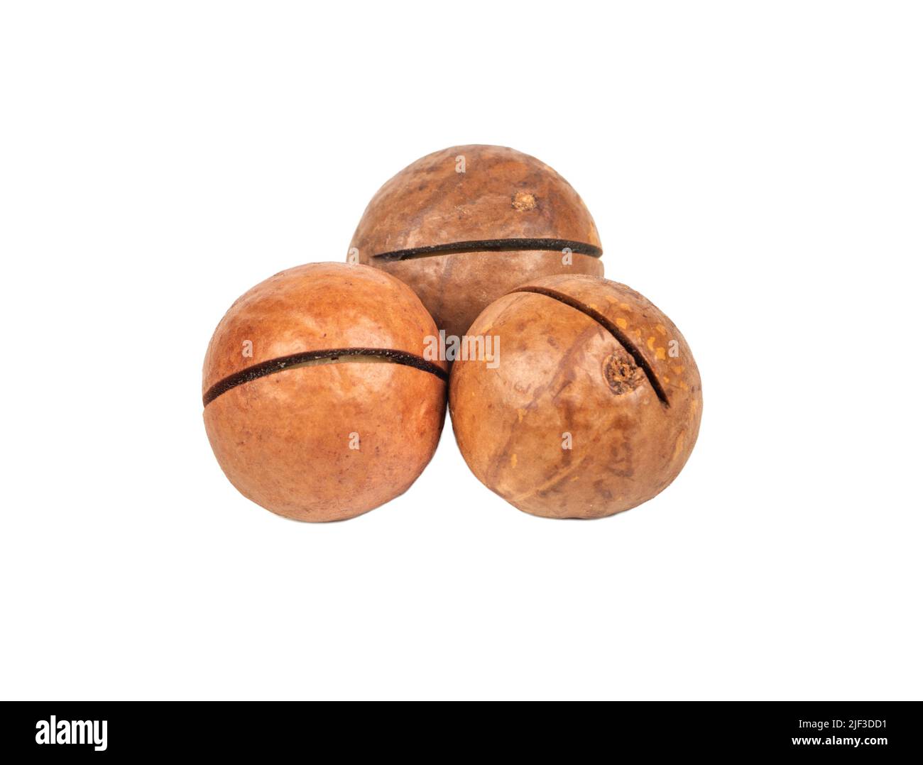 Three macadamia nuts in a shell isolated on a white background Stock ...