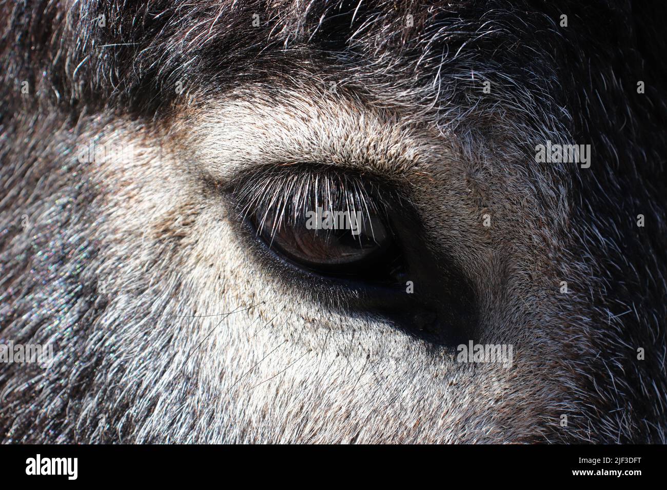 Donkey eye hi-res stock photography and images - Alamy