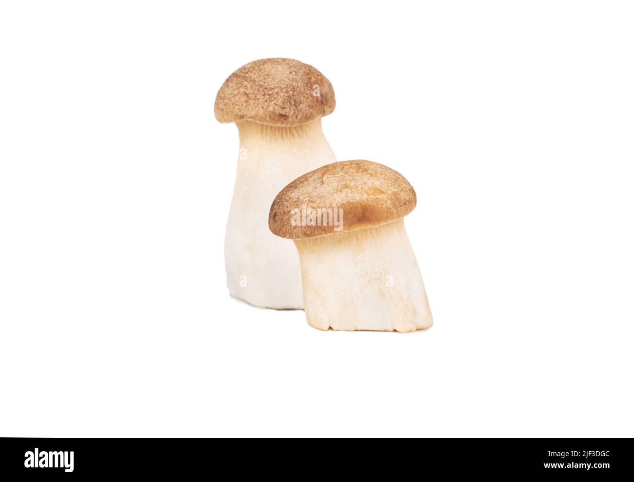 Two raw eringi mushrooms isolated on a white background Stock Photo - Alamy