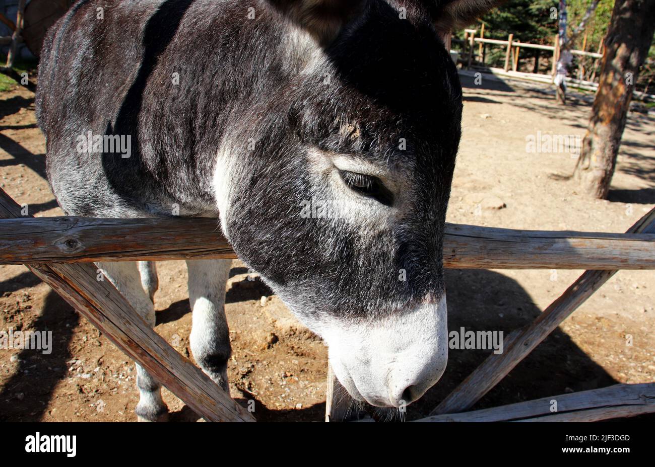 portrait of a donkey in a farm Stock Photo - Alamy